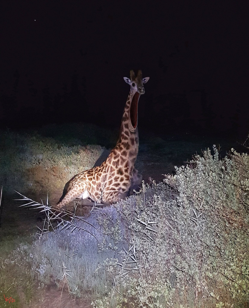 BBooru - ambiguous gender analog horror brown body brown fur brush ...